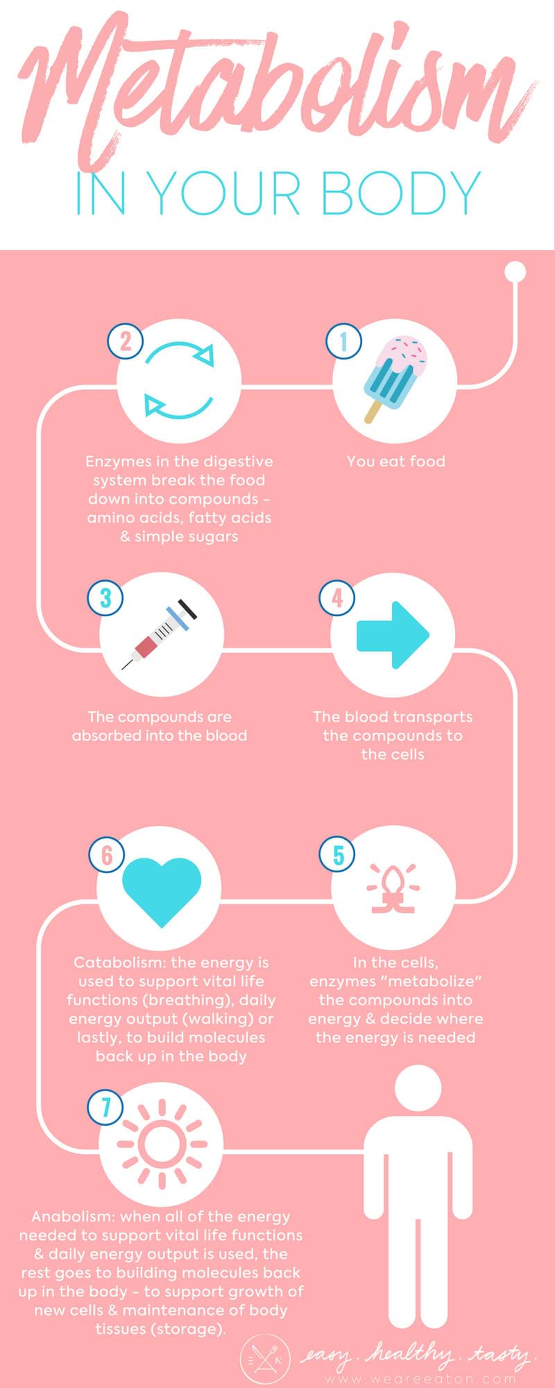 Everything you need to know about metabolism.....