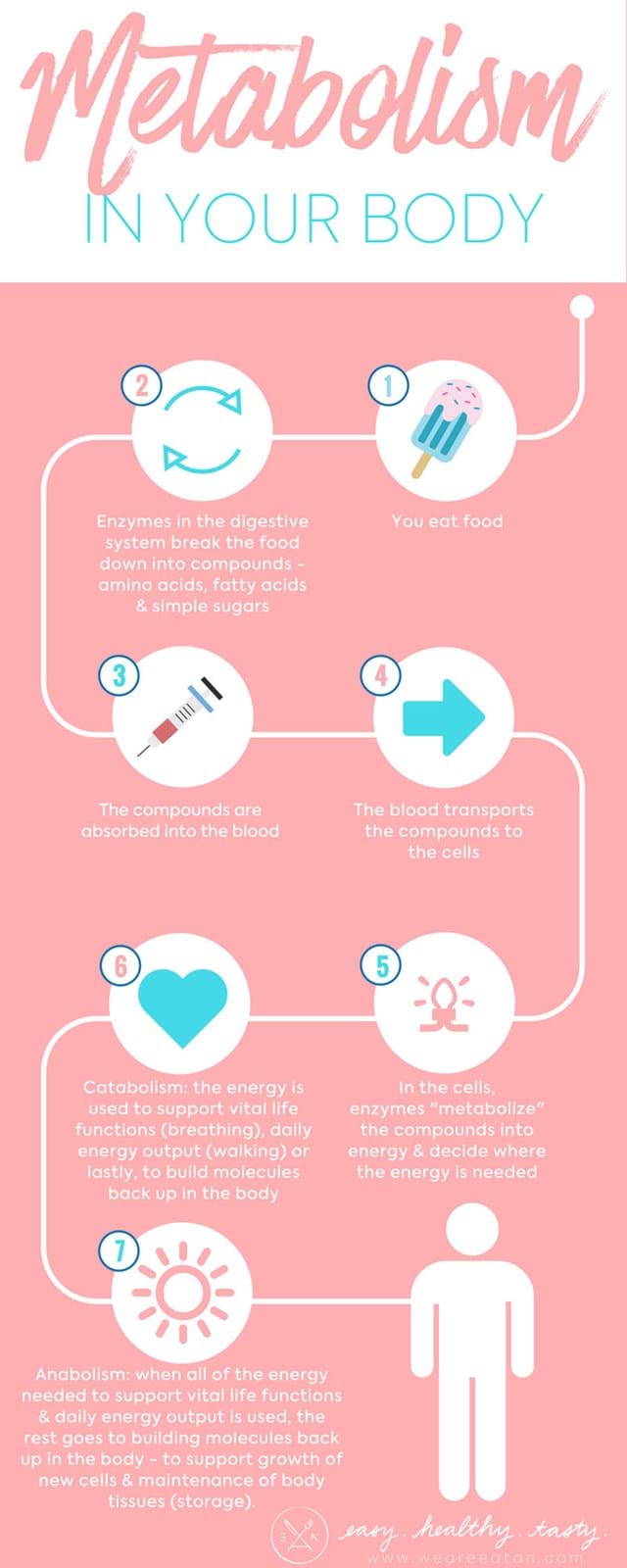 Everything you need to know about metabolism.....