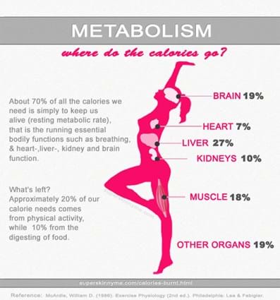 Everything you need to know about metabolism.....