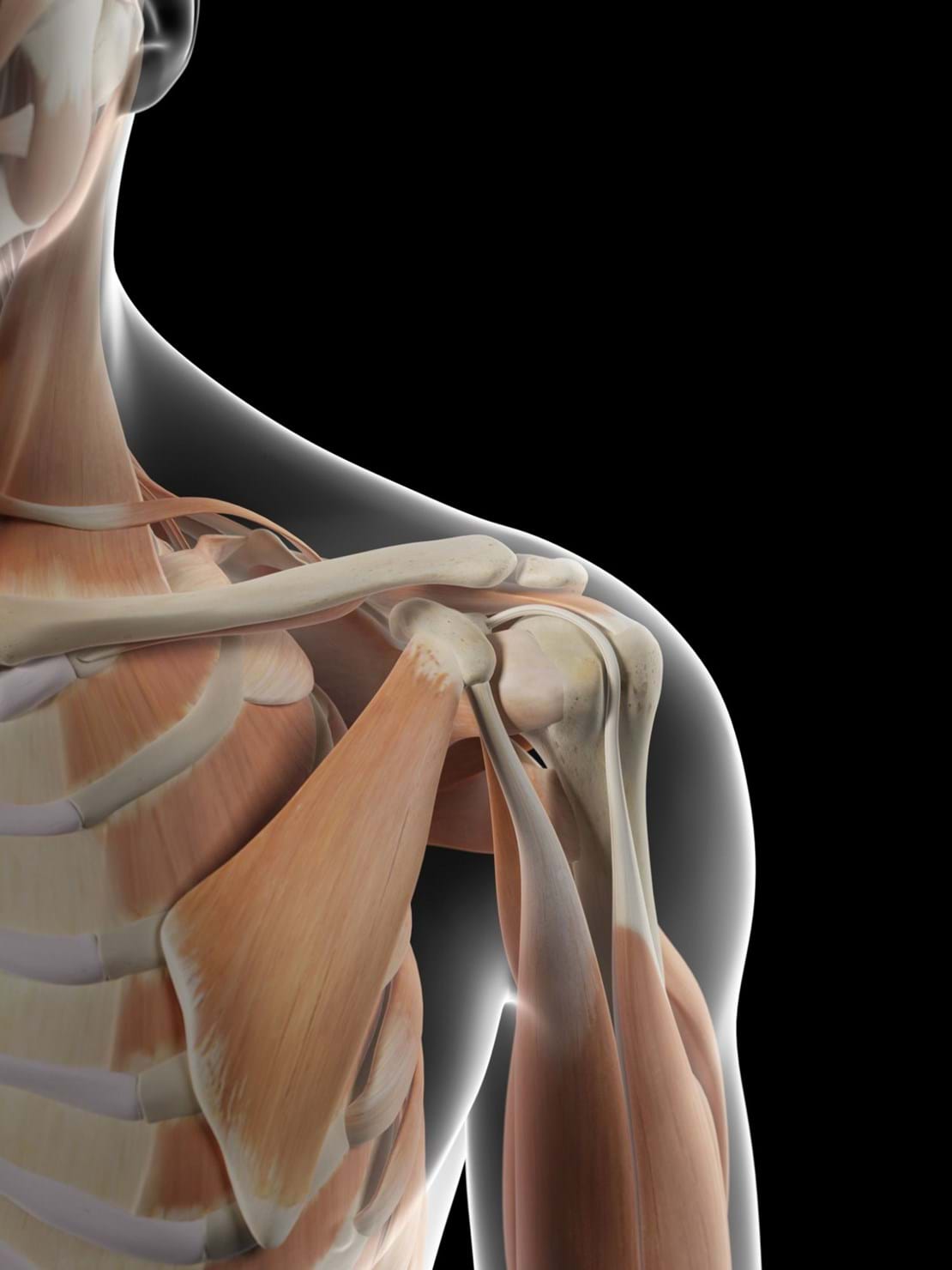 The shoulder joint....