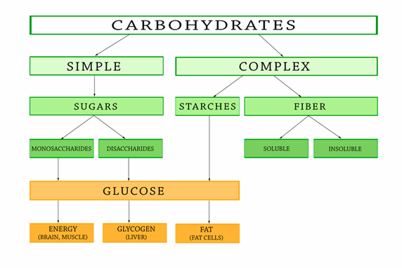 complex carbohydrates and their functions